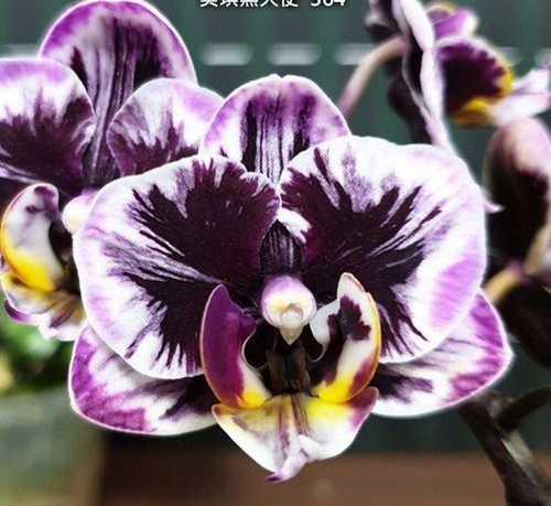 Орхидея фаленопсис Азия нецветущи