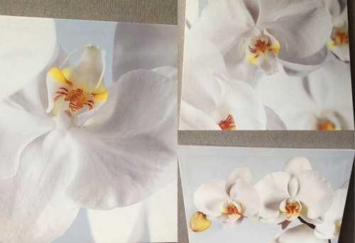 Модульные картины IKEA орхидеи