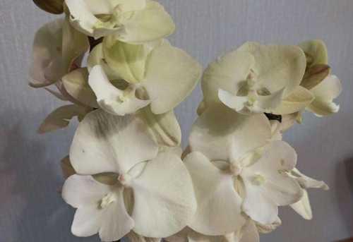 Орхидея фаленопсис 2в1 Биг Лип, 2 ствола