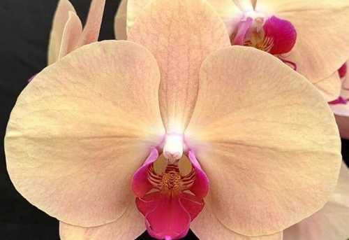 Орхидея Phal. L1304