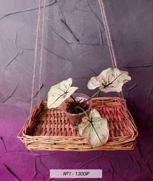 Каладиум Стравбери Стар/Caladium Strawberry Star
