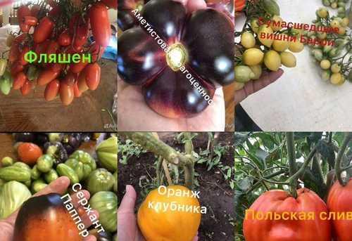 Семена коллекционных помидоров