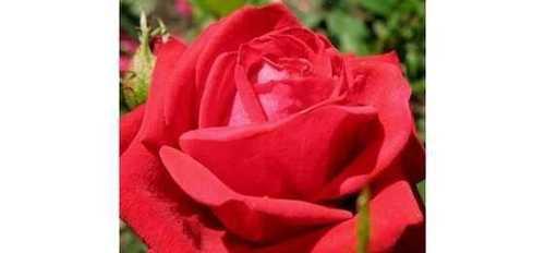 Роза чайно гибридная Кардинал / Саженцы роз