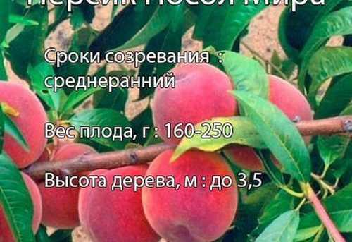 Саженцы персика