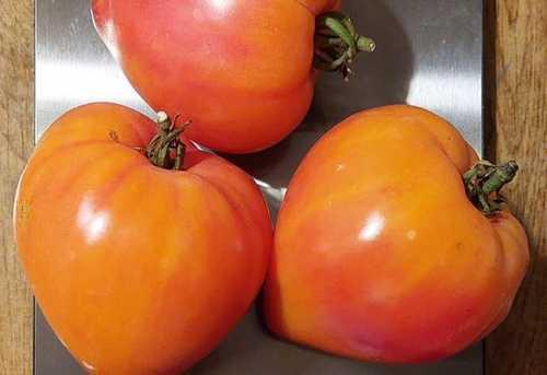Семена томатов 2023 г