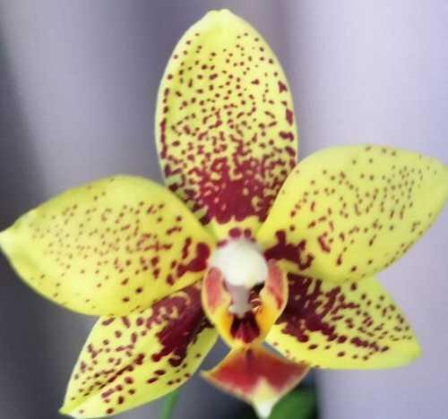 Орхидея, фаленопсис Green World Х Yaphon Goldrose