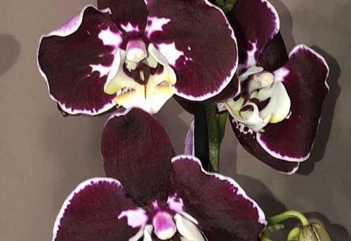 Роскошная орхидея Отелло Otello два цветоноса
