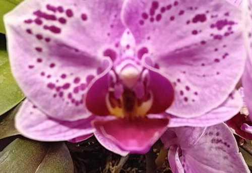 Орхидея фаленопсис цветущий