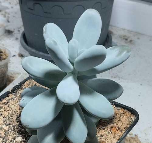 Взрослый (относительно) Pachyphytum oviferum