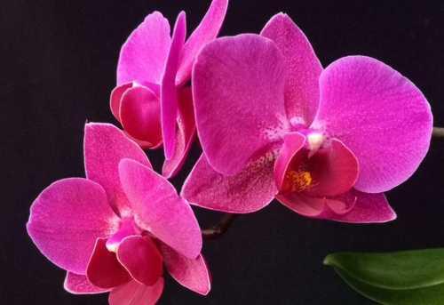 Орхидея фаленопсис мультифлора Brazilian Fever