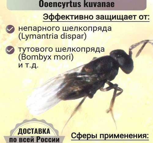 Оэнциртус куована от Шелкопрядов