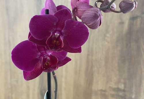 Орхидея фаленопсис бразильская лихорадка