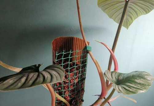 Philodendron Splendid / Melanochrysum / Serpens