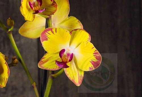 Орхидея Фаленопсис Попугай 2 ст