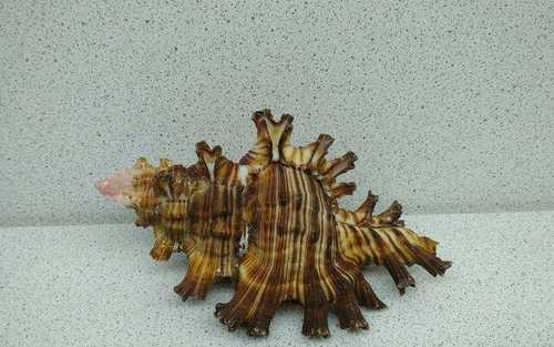 Мурекс Ветка Розы 9,5 морская ракушка раковина