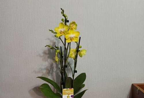 Орхидея фаленопсис мультифлора, 3 ствола