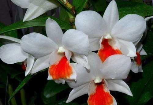 Орхидея дендробиум Roongkamol