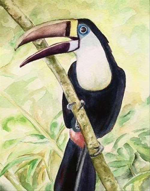 Картина акварель птица Тукан 27х19см
