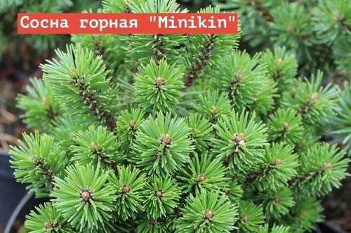 Сосна горная Minikin /С2 10-15