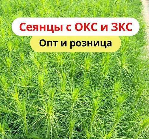 Сеянцы сосны зкс опт