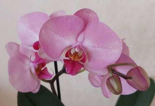 Орхидея Хазарт
