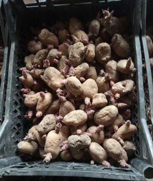 Семена картофеля "Славянка"