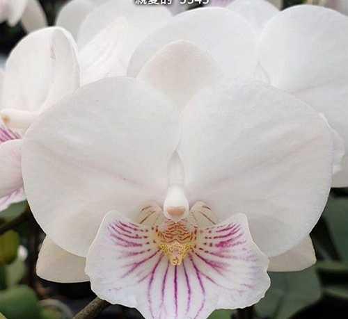 Орхидея Phal. sogo '5545'