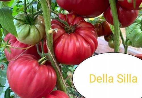 Семена томата Делла Силла