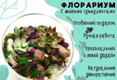 Флорариум суккуленты