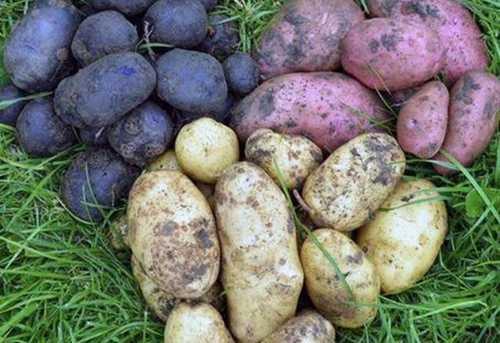 Продам картофель урожай 2023 Аризона