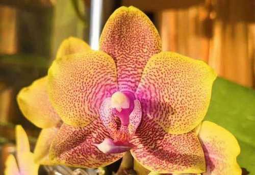 Сортовая орхидея, Фаленопсис Sogo lawrence
