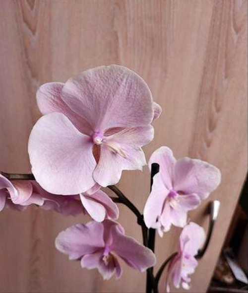 Орхидея фаленопсис биглип Осенний ветер