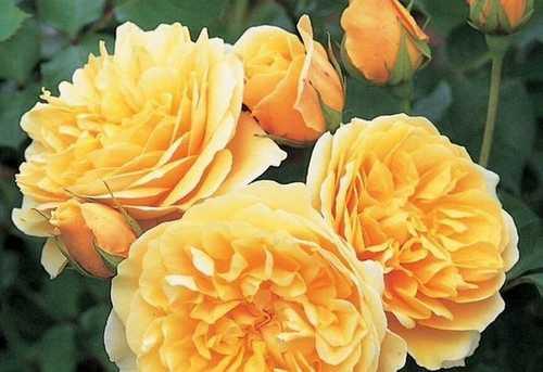 Английская роза Graham Thomas