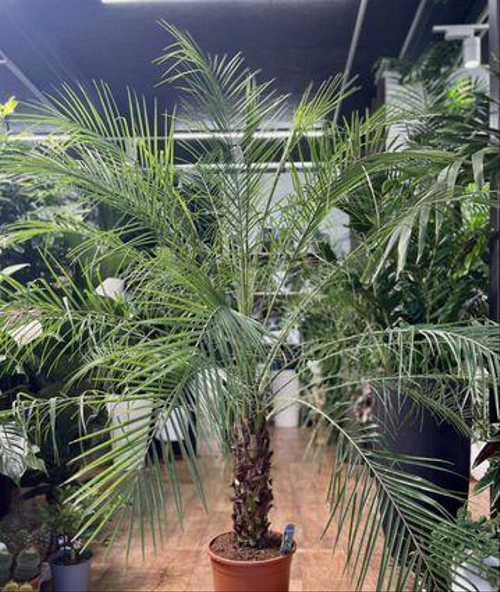 Финиковая пальма 150 см