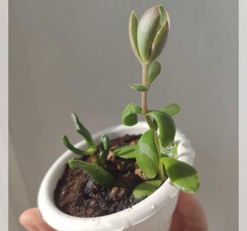 Крассула Русби Вариегата (Crassula Rusbi Variegata