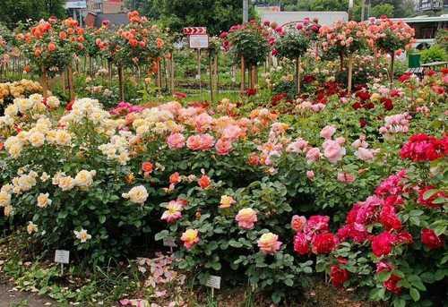 Чайногибридные розы, много сортов