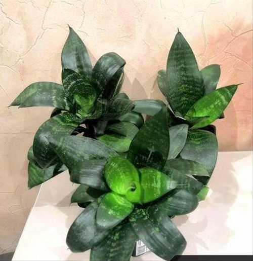 Сансевиерия ханни - комнатное растение