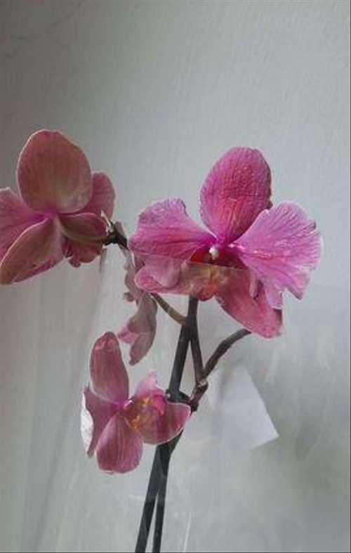 Орхидея фаленопсис Нарбонне