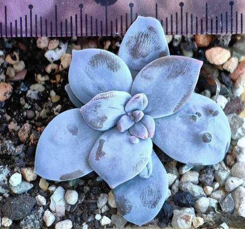 Graptopetalum superbum, Граптопеталум супербум