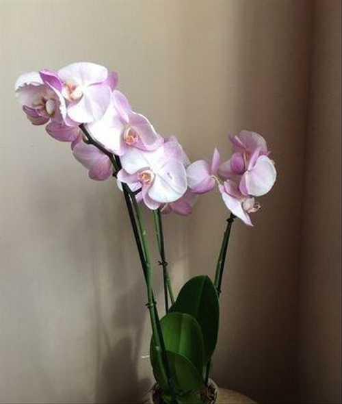 Орхидея фаленопсис Pink Peace