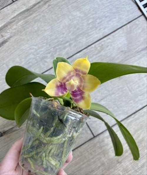 Орхидея фаленопсис от Mituo