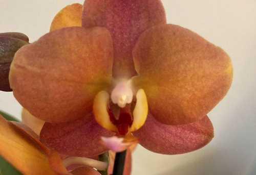 Орхидея ароматная цветущая