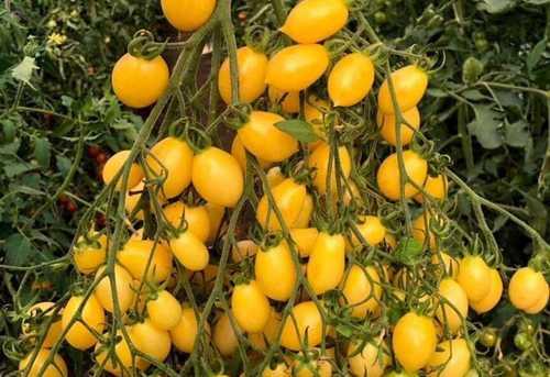 Семена томатов "Сумасшедшие вишни Барри"