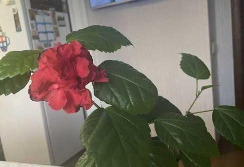 Гибискус или Розан,Китайская роза