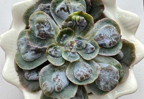 Echeveria Heart Choice