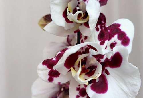 Орхидея фаленопсис пелорик Benidorm