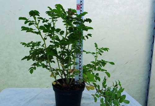 Роза морщинистая "Рубра" 20-40 см, с3
