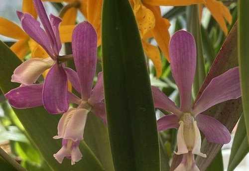 Орхидея epidendrum tampense x C. harrisoniana