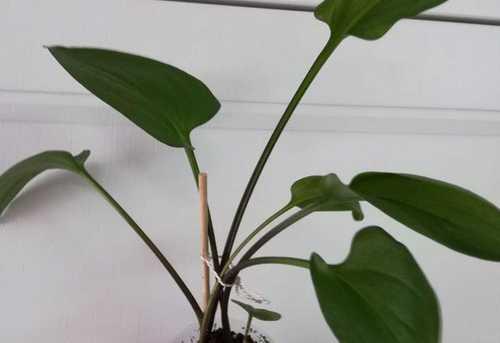 Дримиопсис пятнистый / Drimiopsis maculata