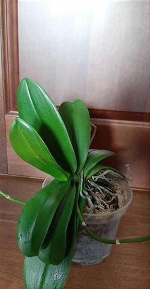Орхидея фаленопсис белая плодоносящая